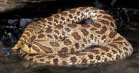 Hognose Snake | Zoo Med Laboratories, Inc.