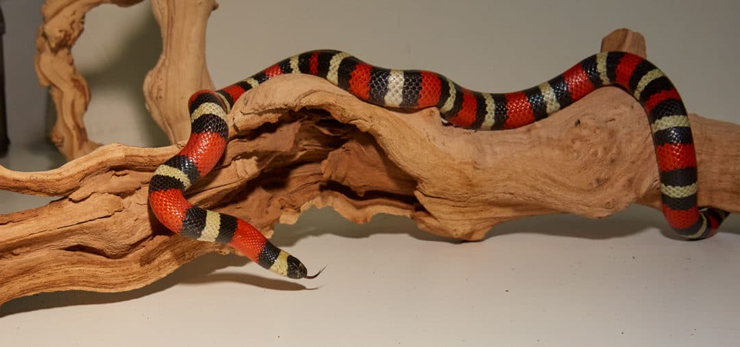 Milk Snake | Zoo Med Laboratories, Inc.